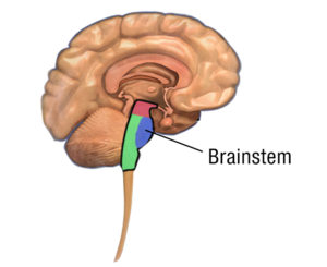 Anatomy/Function of the Pons – Cristian Rivera Foundation