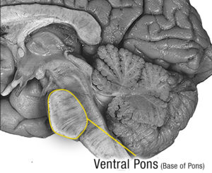 Anatomy/Function of the Pons – Cristian Rivera Foundation